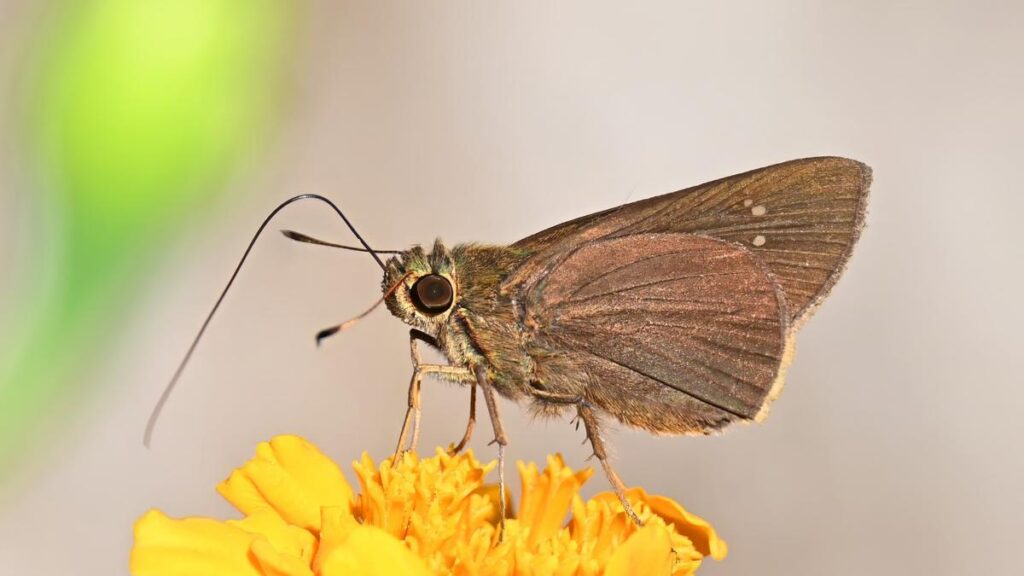 Rare Paintbrush Swift Butterfly Spotted In Himachal Pradesh - EduKraze